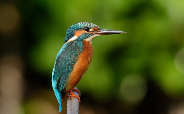 30 ocells dels Aiguamolls de l'Empordà
