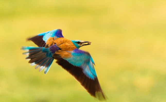 30 ocells dels Aiguamolls de l'Empordà