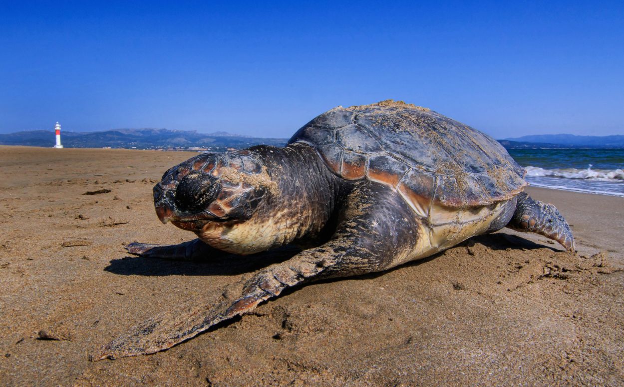 La tortuga careta nidifica per primer cop a la Costa Brava