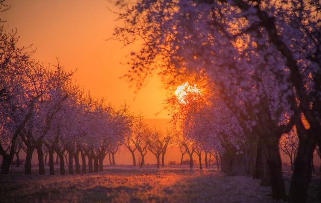 5 propostes singulars per contemplar la floració dels arbres fruiters